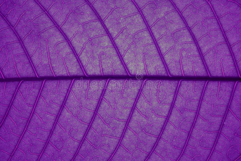 Purple Leaf Biology Texture Stock Image - Image of ecological, healthy ...