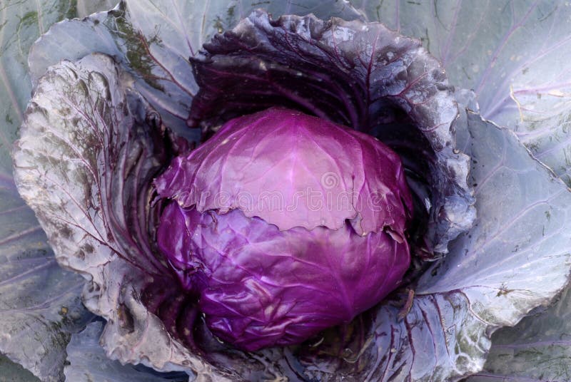 Purple Leaf Cabbage Vegetable Stock Photo - Image of purple, health ...