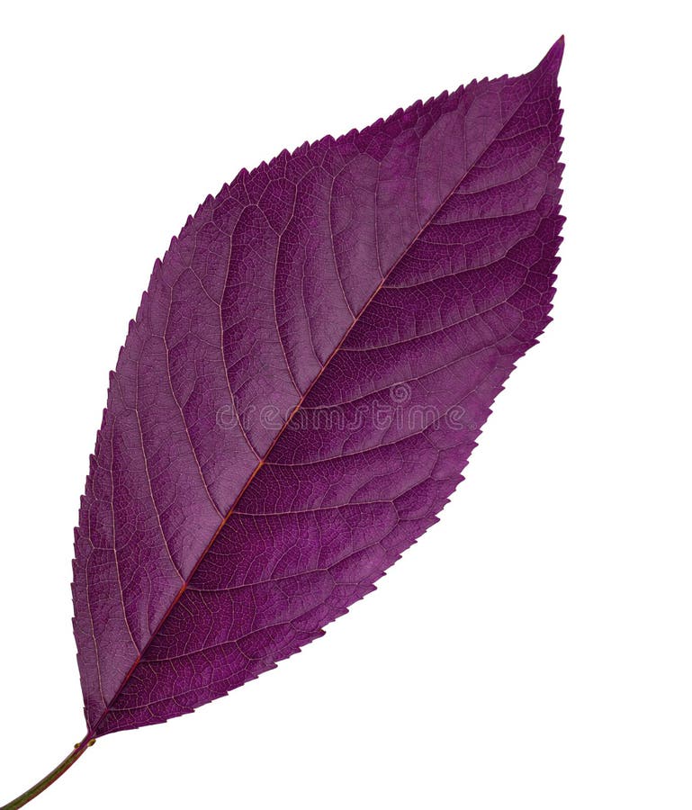 Purple Leaf from Cherry, on a White Background in Isolation Stock Image ...