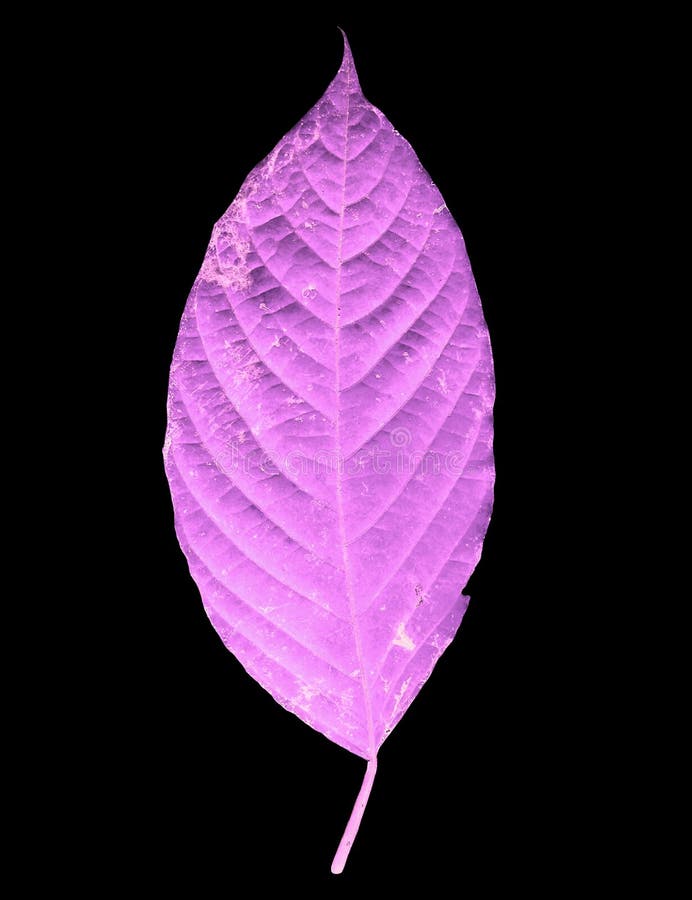Purple leaf isolated stock image. Image of wallpaper - 89808133