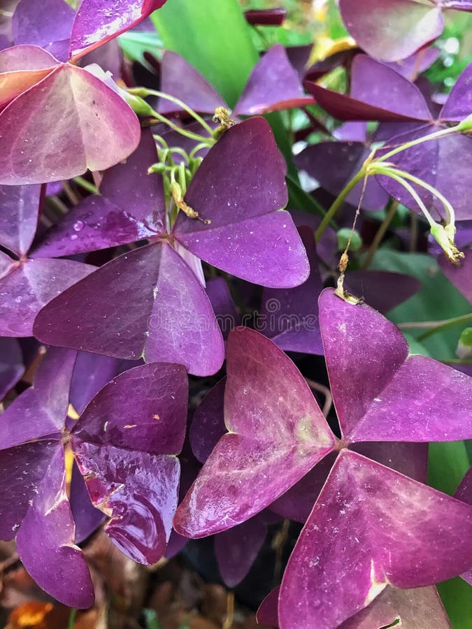 Purple leaf stock image. Image of water, purple, texture - 164421099
