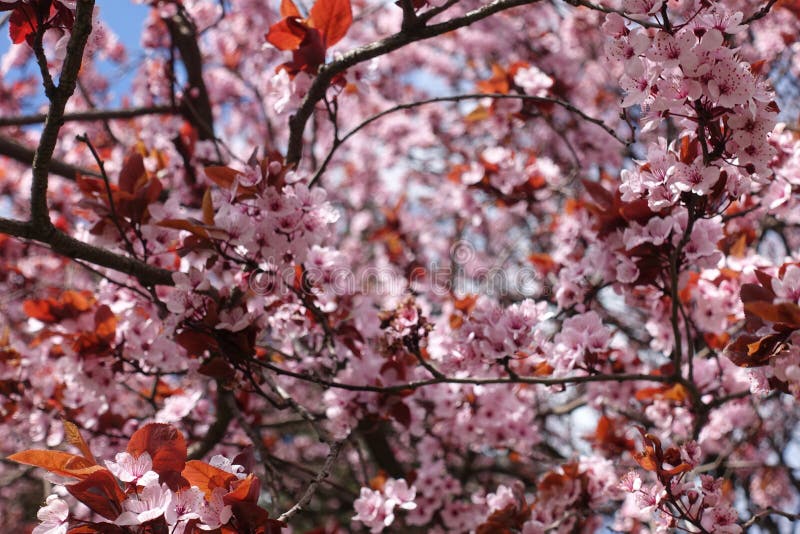 Purple Leaf Plum in Bloom in Spring Stock Image - Image of divaricata ...