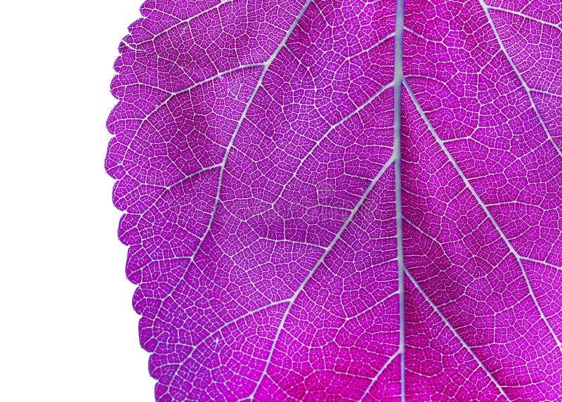 Purple Leaf Texture stock photo. Image of macro, flora - 142602972