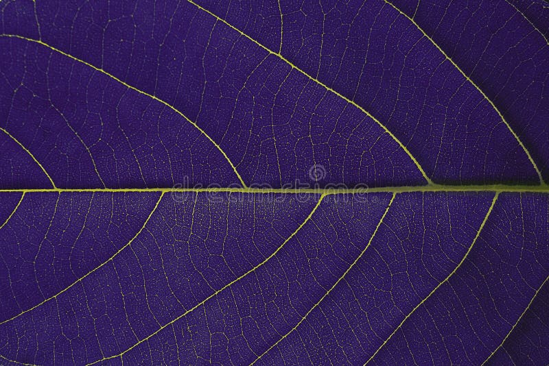 Purple Leaf Biology Texture Stock Image - Image of ecological, healthy ...