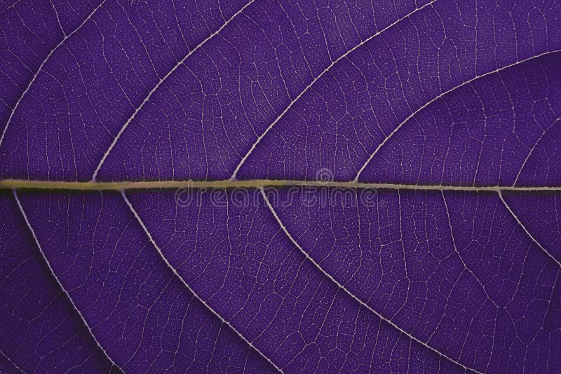 Purple Leaf Texture Background Stock Photo - Image of bright, biology ...
