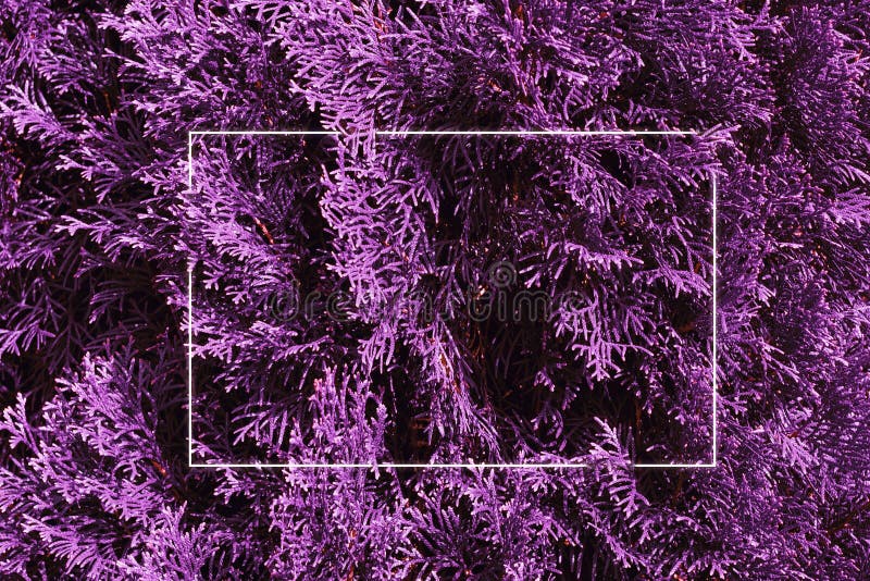 Purple Leaf Texture Background Stock Image - Image of lush, frame ...