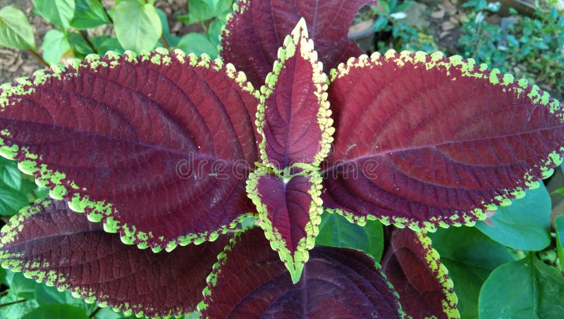 Purple Leaf Texture is Beautiful Stock Photo - Image of hijau, tekstur ...