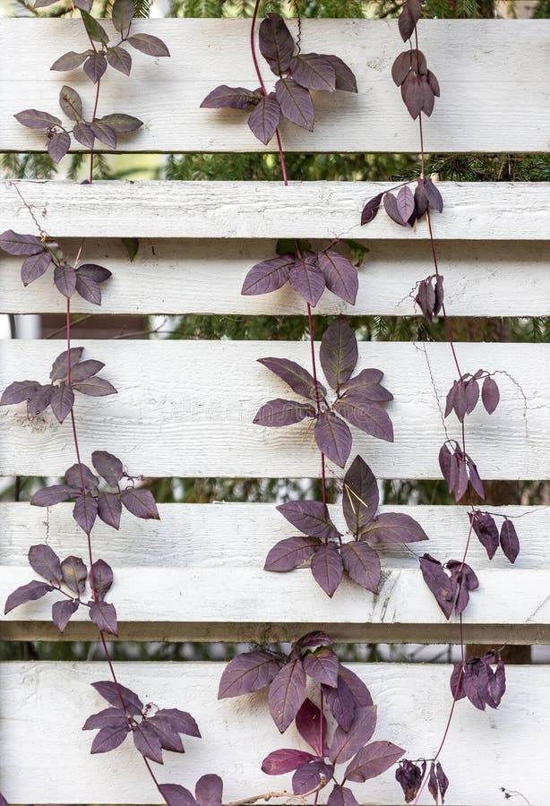 Purple leafs in autumn stock photo. Image of natural - 348427040