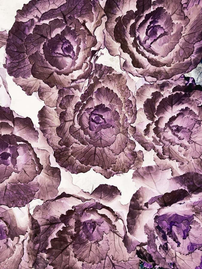 Purple Leave Tree Texture Pattern Background Stock Image - Image of ...