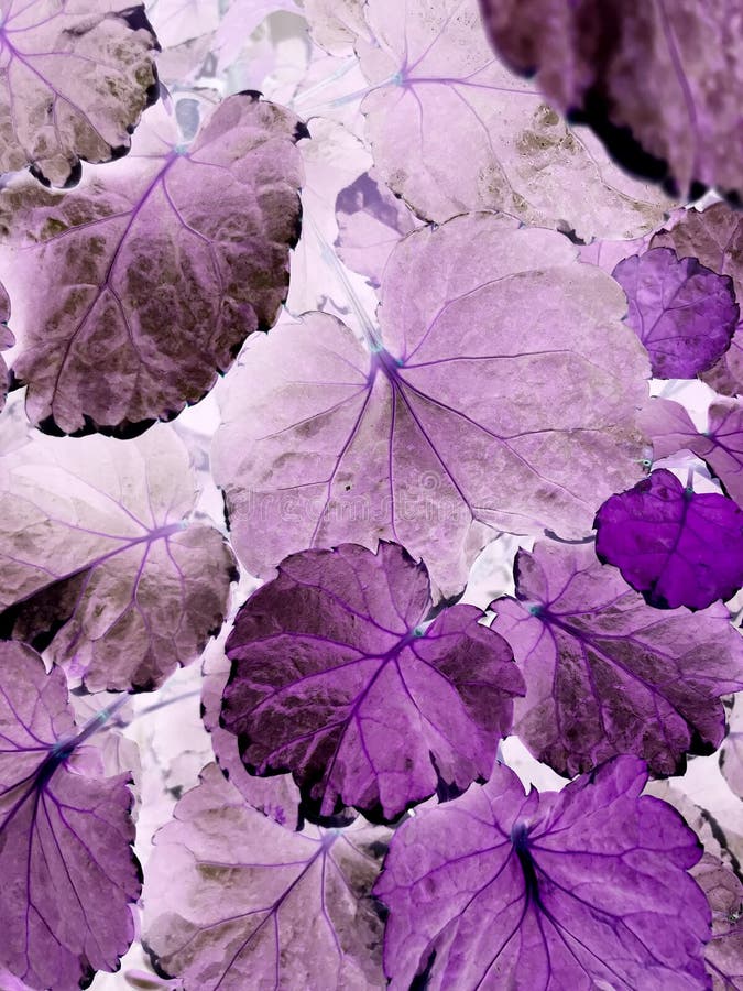 Purple Leave Tree Texture Pattern Background, Violet Ultra Concept ...