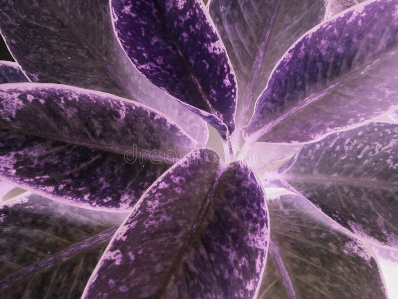 Purple Leave Tree Texture Pattern Background, Violet Ultra Concept ...