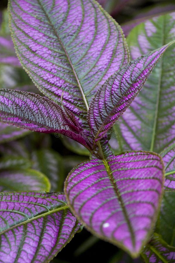 2,200+ Purple leaves Free Stock Photos - StockFreeImages