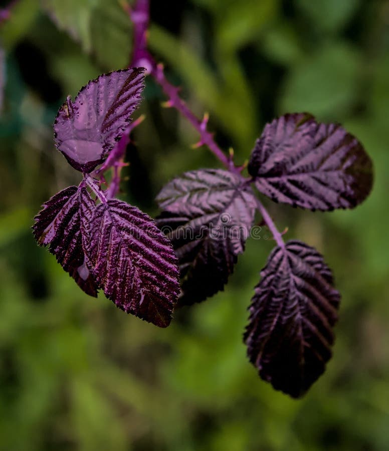 Purple leaves hanging stock photo. Image of green, pattern - 355032866
