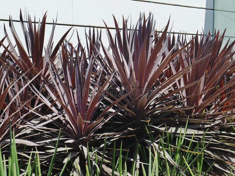 Purple Leaves Plants of the Agave. Stock Photo - Image of purple ...