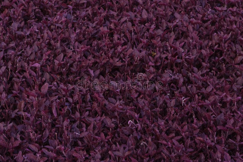 Purple leaves texture stock image. Image of purple, tree - 25970023