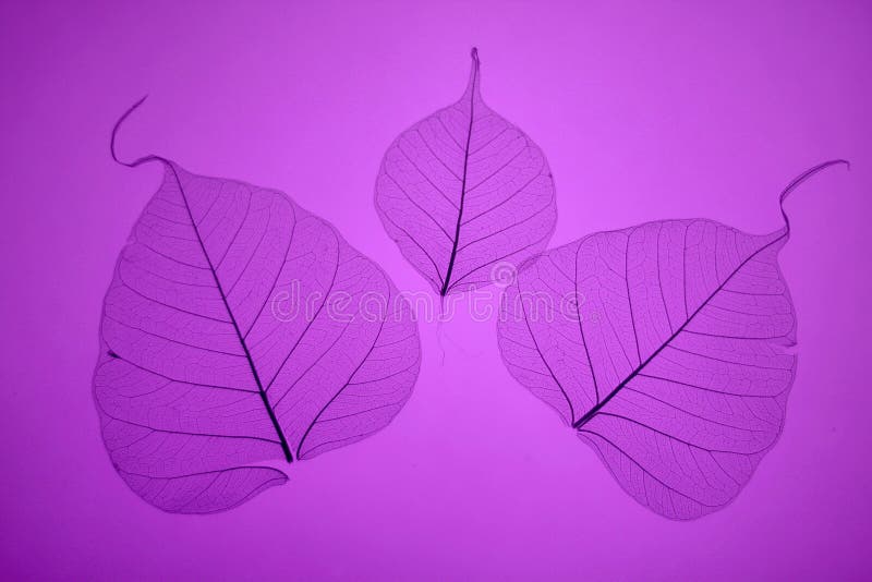 Purple Leaves Texture Picture. Image: 4184717