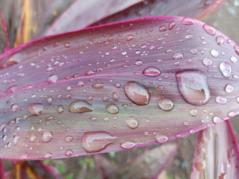 Purple Leaves on Which There are Water Drops Stock Photo - Image of ...