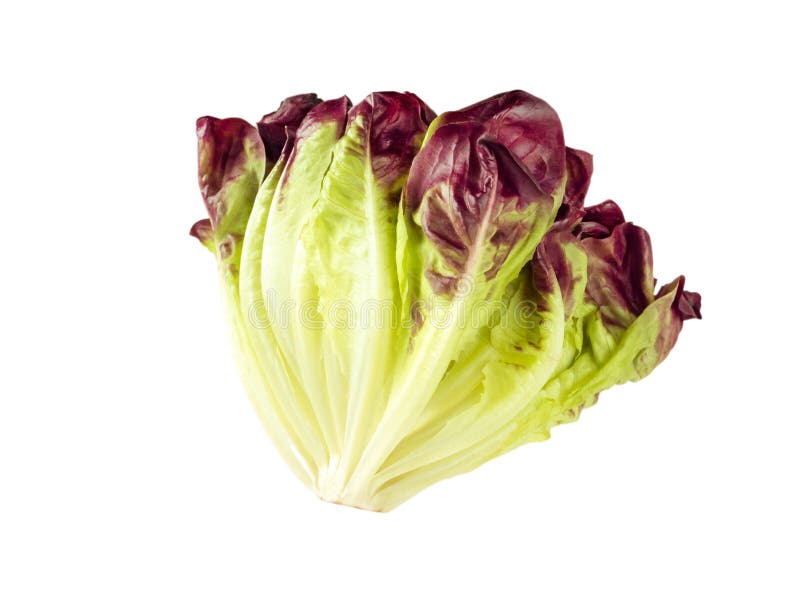 Purple lettuce salad head stock image. Image of salad - 90119945