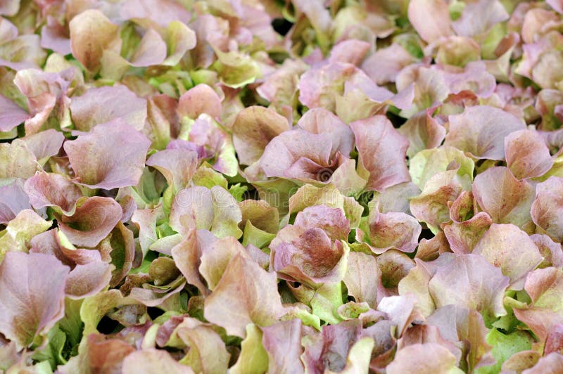 Lettuce tree stock image. Image of fresh, lifestyle, ingredient - 34999187