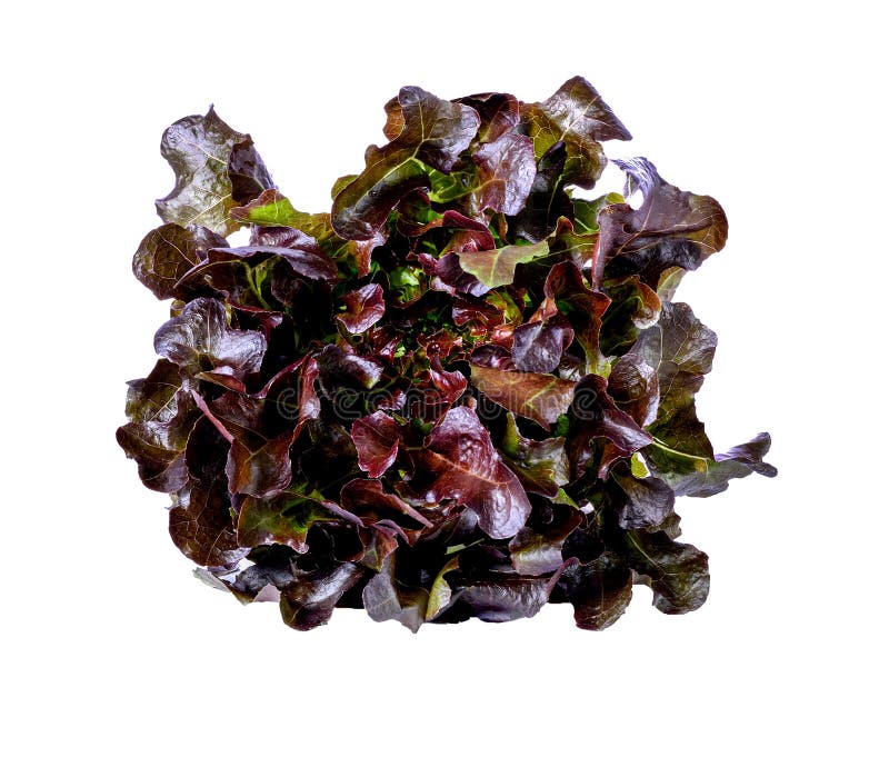 Purple Lettuce Leaf Head Isolated On White Background. Red Oakleaf ...