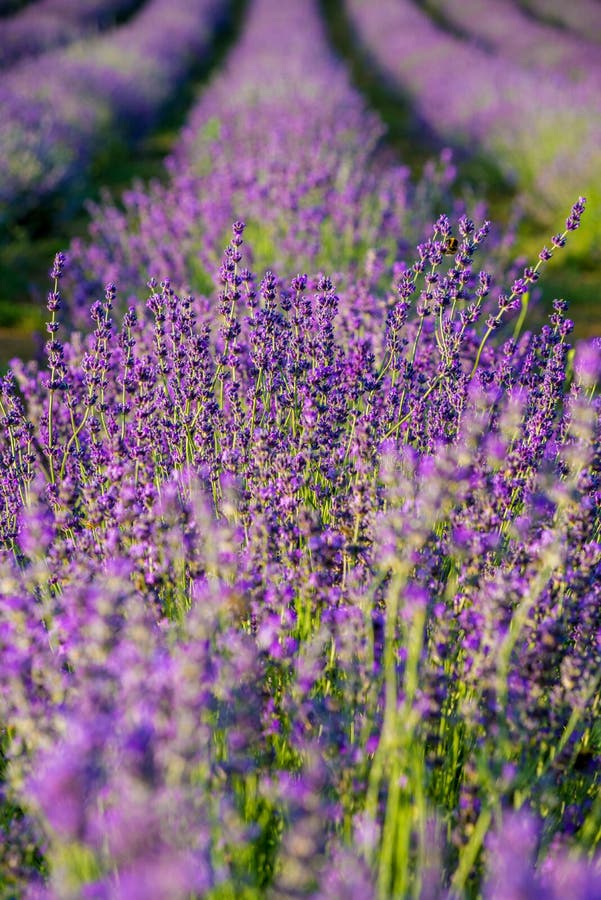 Levander Fields stock photo. Image of blooming, lavender - 98240606