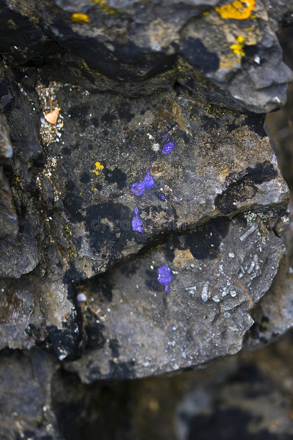 Purple lichen on the stone stock photo. Image of floor - 226424536