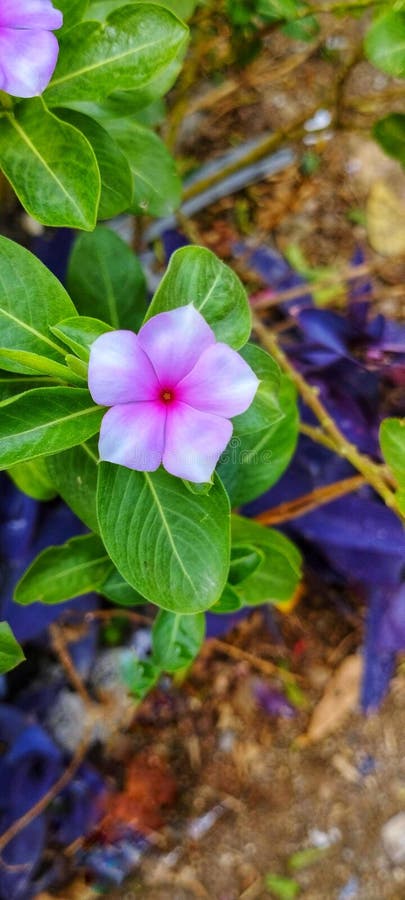 Purple Light Flower Part Two Stock Photo - Image of flower, purple ...