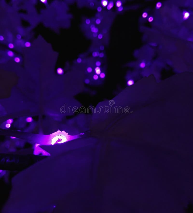 Purple lights stock photo. Image of leaves, purple, illuminated - 107825928