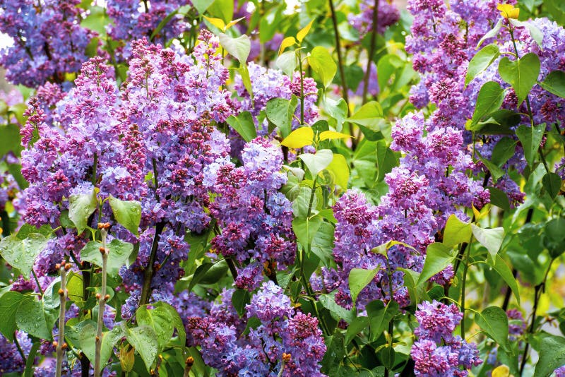 Purple lilac background stock photo. Image of closeup - 211425794