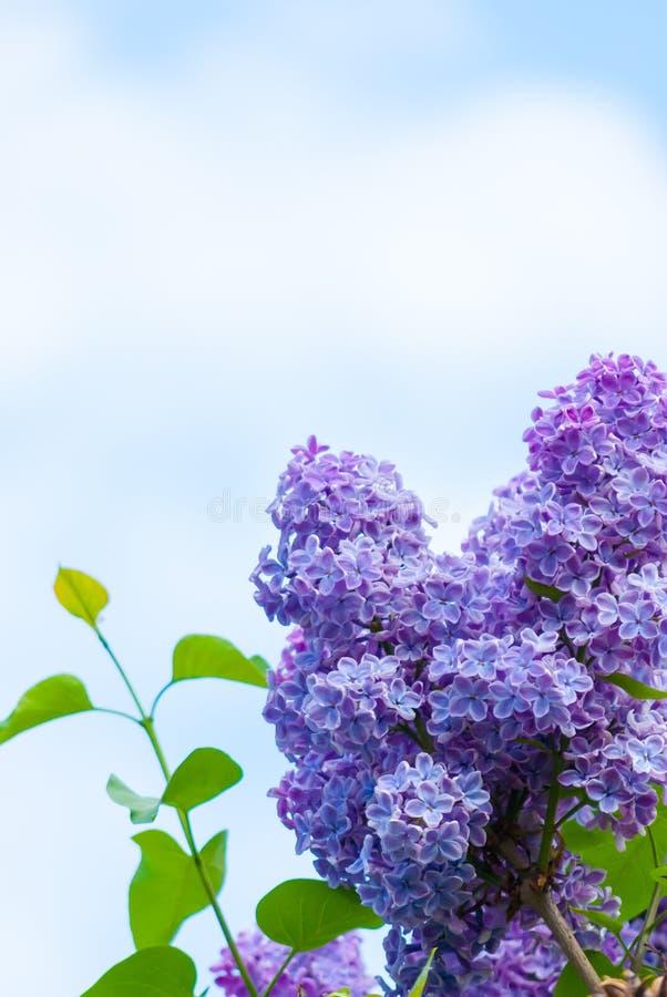 Purple lilac in blue sky stock image. Image of closeup - 31179473