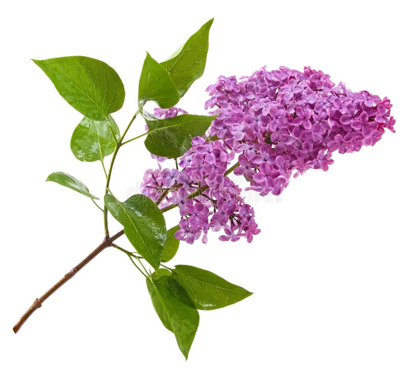 Purple Lilac Branch Isolated on White Stock Photo - Image of petal ...