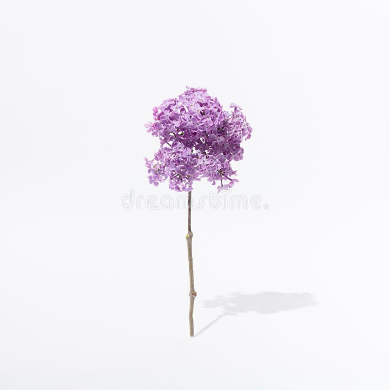 Purple Lilac on Branch with Shadow on White Background. Minimal Stock ...