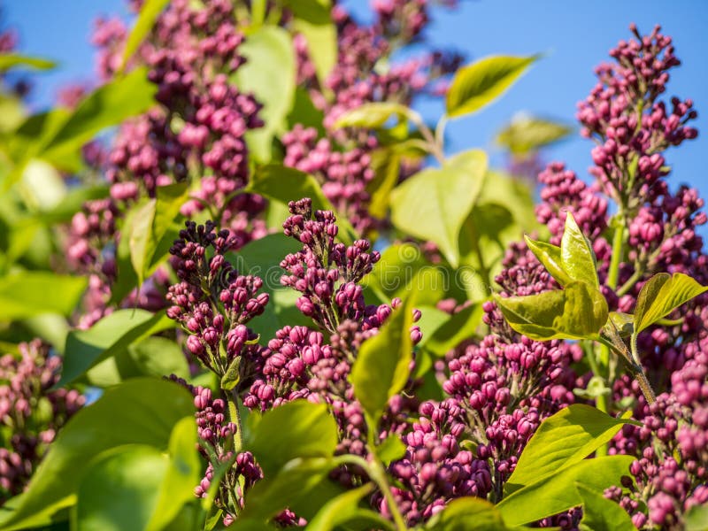 Purple Lilac Bush in the Park Stock Image - Image of decoration, leaf ...