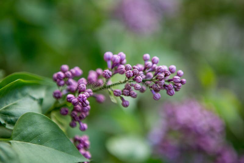 Purple Lilac Bush Blooming in May Day Stock Image - Image of leafs ...