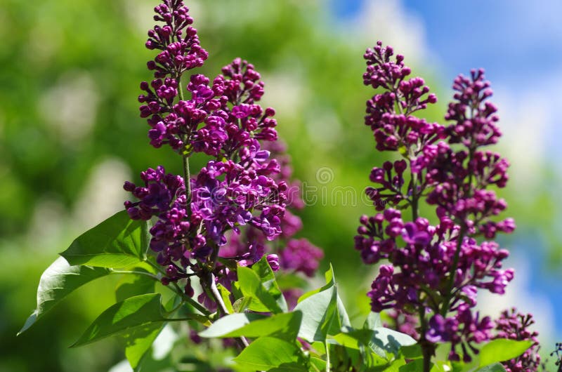Purple Lilac Bush Blooming in May Day Stock Image - Image of outdoors ...