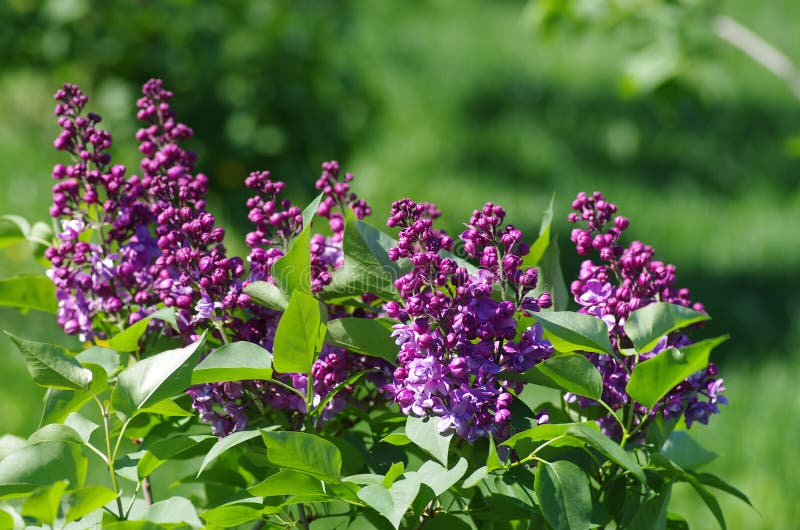 Purple Lilac Bush Blooming in May Day Stock Image - Image of plants ...