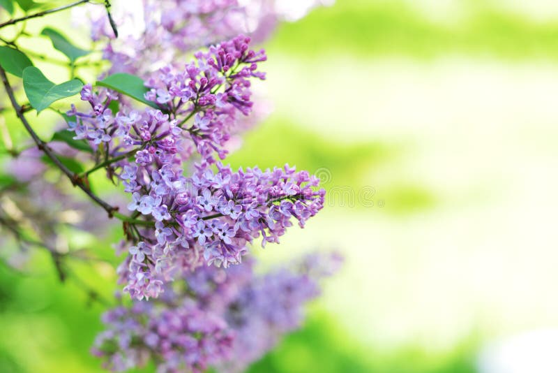 Purple lilac stock image. Image of scent, bunch, leafs - 56226533