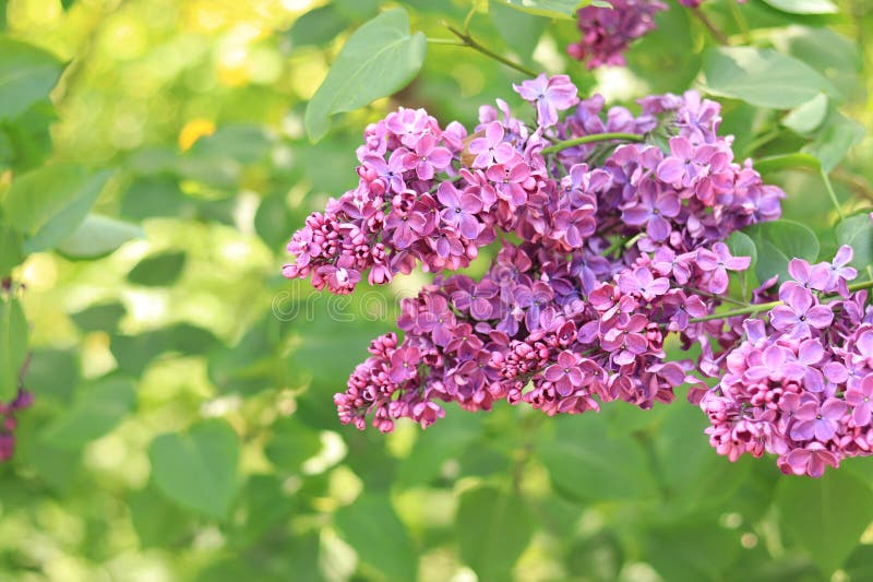 Purple Lilac Bush Blooming in May Day. Lilac in the Park Stock Image ...