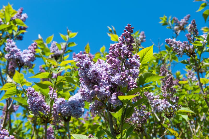 Purple lilac bush stock image. Image of flower, closeup - 68793627