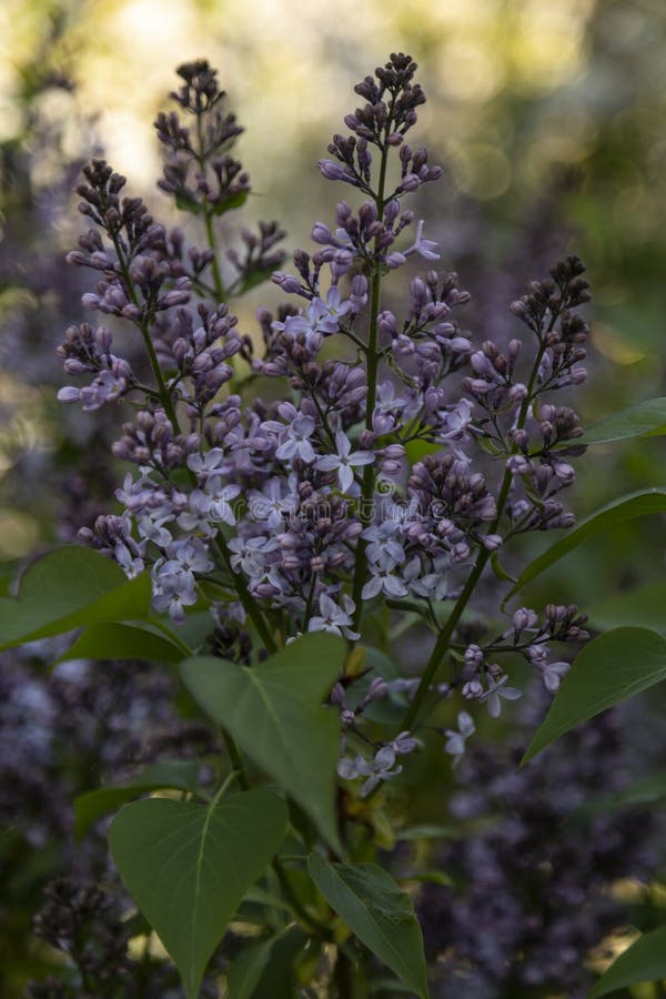 Purple Lilac on a Bush in Spring Stock Image - Image of bright ...