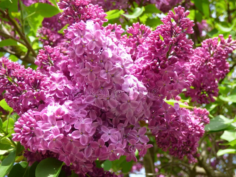 Purple lilac bush stock photo. Image of garden, color - 53903652