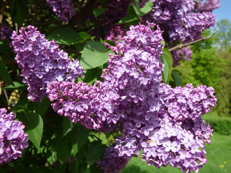 Purple lilac bush stock image. Image of gardening, flowers - 61873655