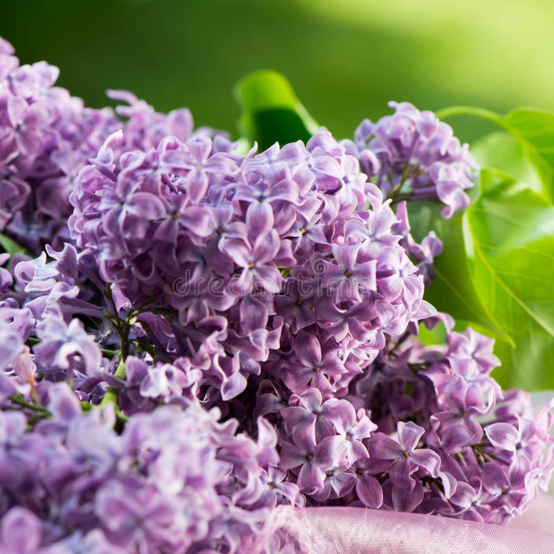 Purple lilac stock image. Image of blooming, plant, purple - 31225481