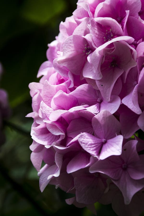 Purple Lilac flower stock image. Image of color, botanical - 127682893