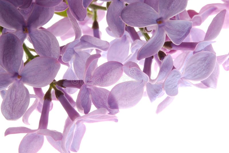 Purple lilac flower stock image. Image of spring, lilac - 5332437