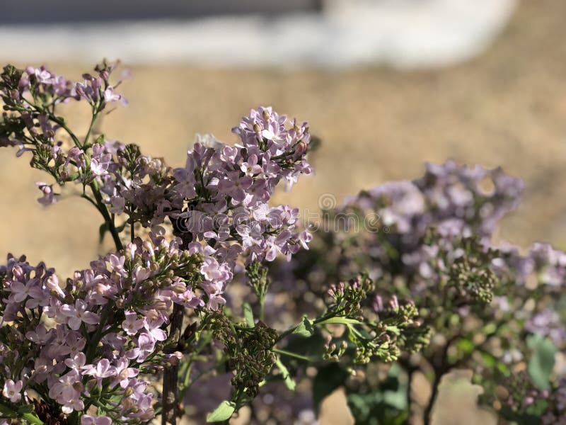Purple Lilac Flower in Bloom in the Desert. Stock Photo - Image of ...