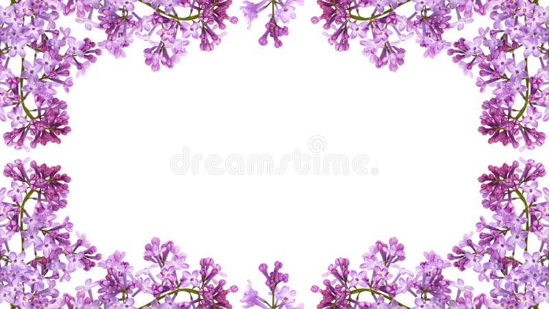 Purple lilac flower frame stock image. Image of background - 168018815