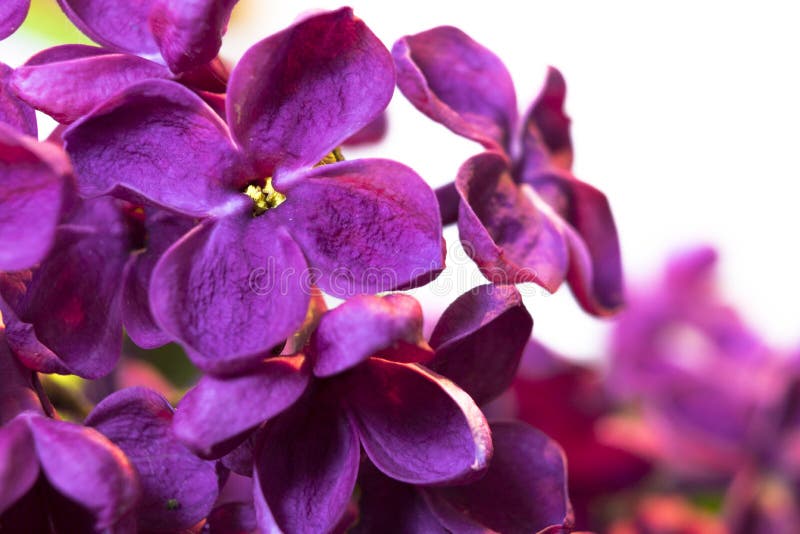 Purple lilac flower stock image. Image of white, syringa - 92495753