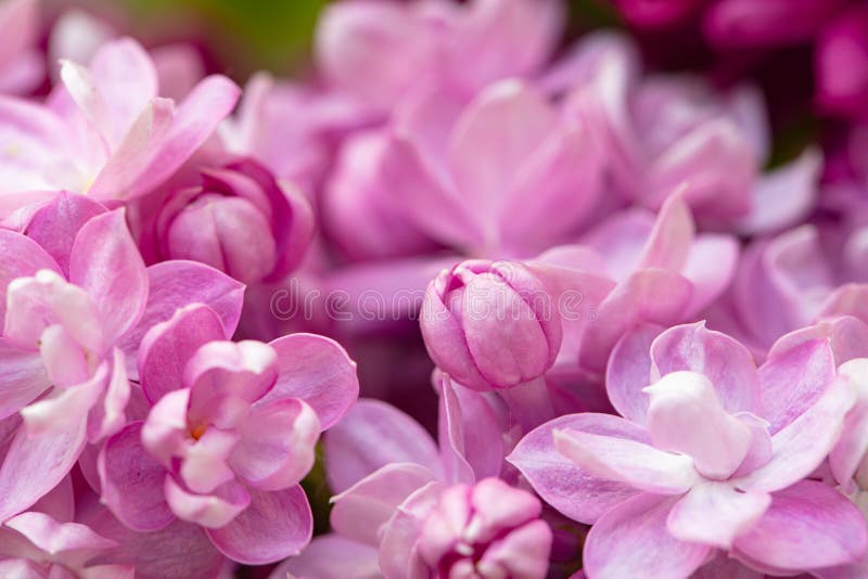 Purple Lilac Flowers Background, Wallpaper Stock Image - Image of ...
