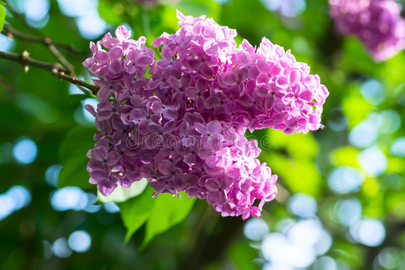 Purple lilac flowers stock photo. Image of close, beauty - 40695776